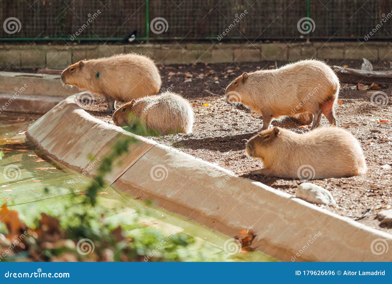 Group of Capybaras Lying Down in Zoo Facility Stock Photo - Image of capybaras, outdoors: 179626696