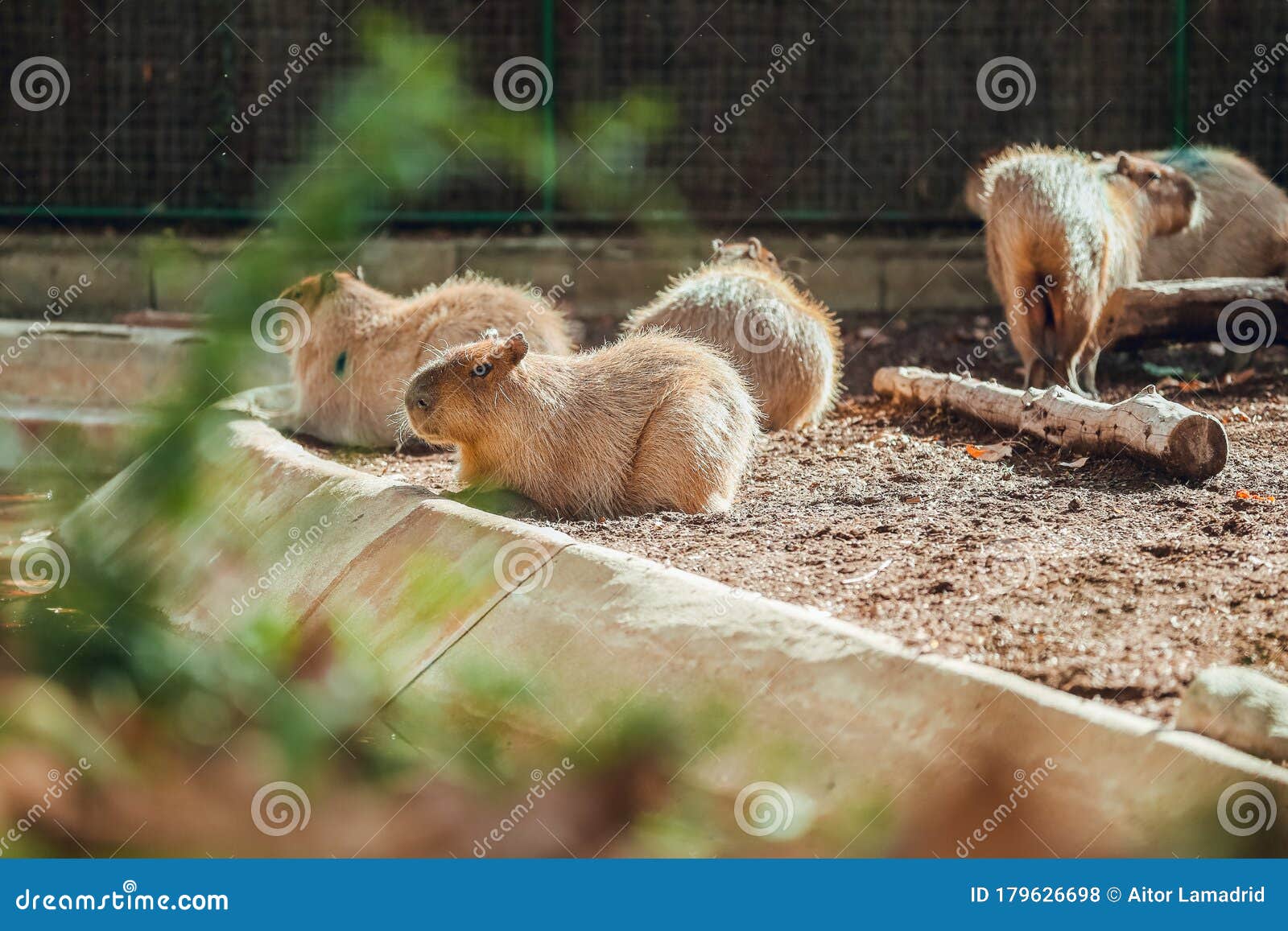 Group of Capybaras Lying Down in Zoo Facility Stock Photo - Image of giant, mammal: 179626698
