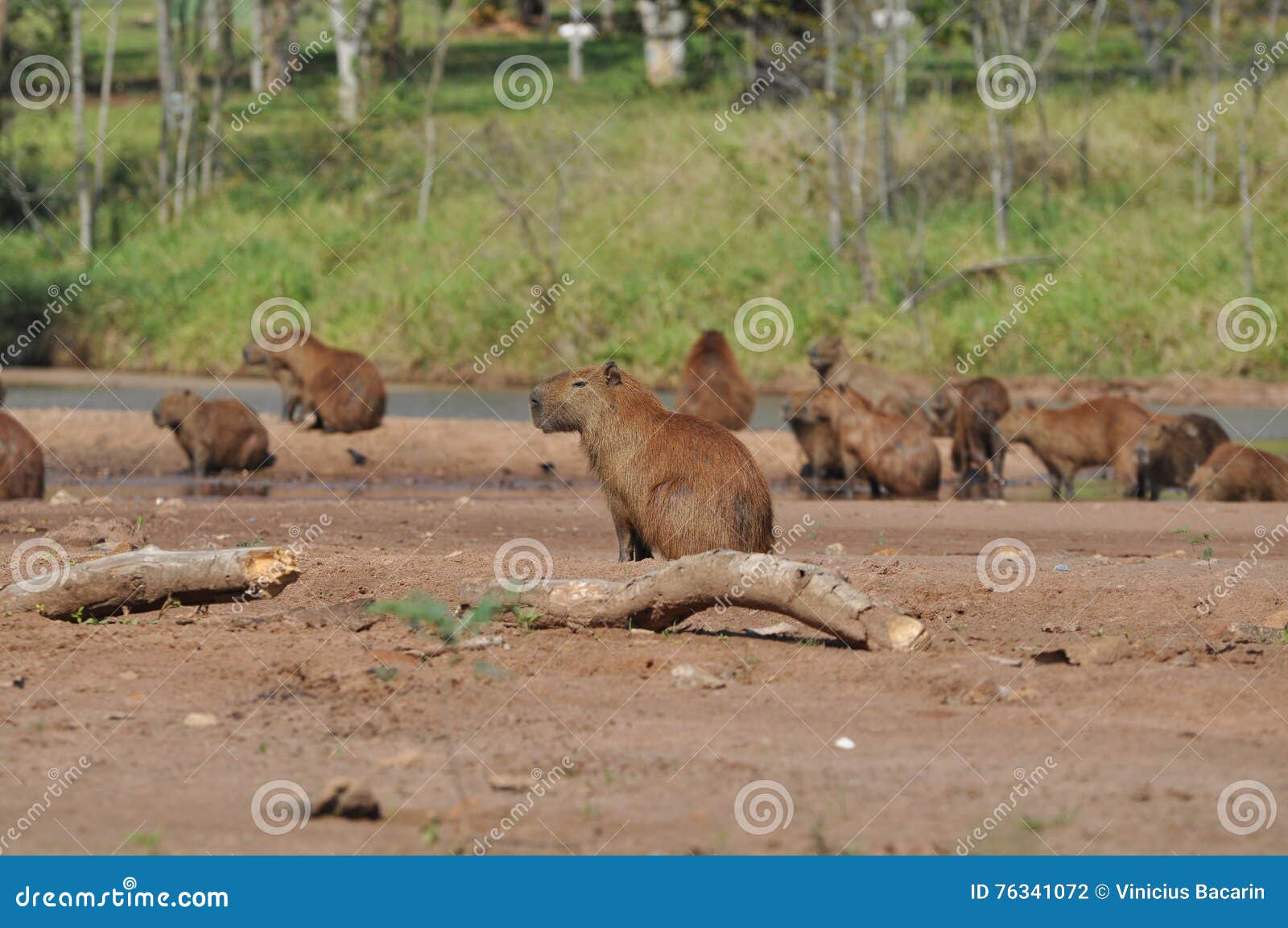 Group of capybaras stock photo. Image of natural, river - 76341072