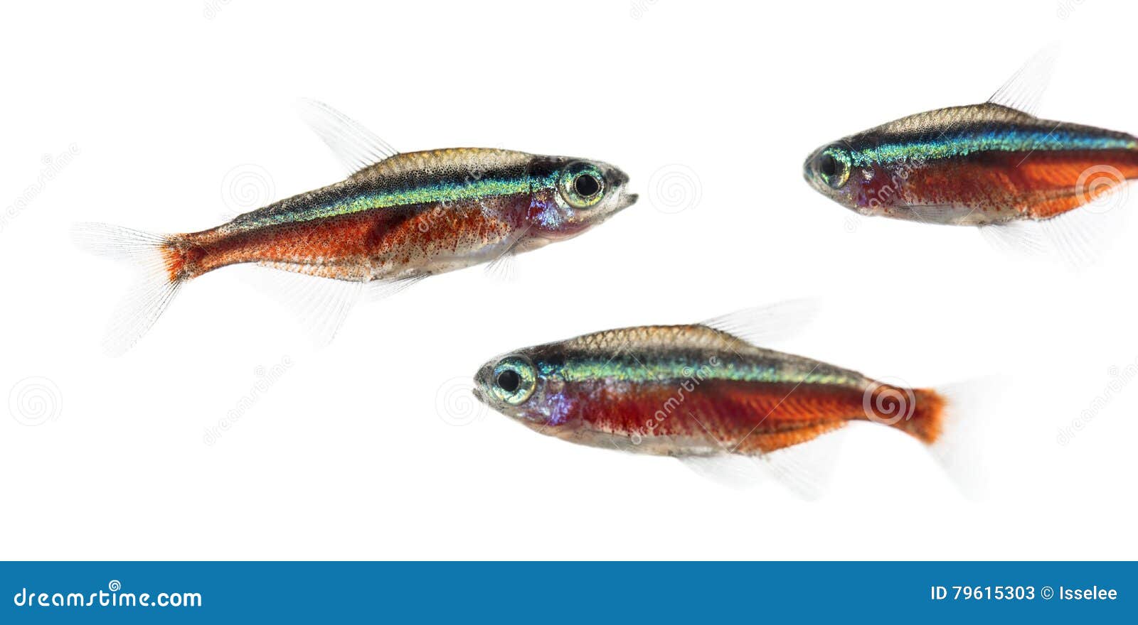 Group of Cardinalis Fish or Cardinal Tetra Stock Image - Image of black ...