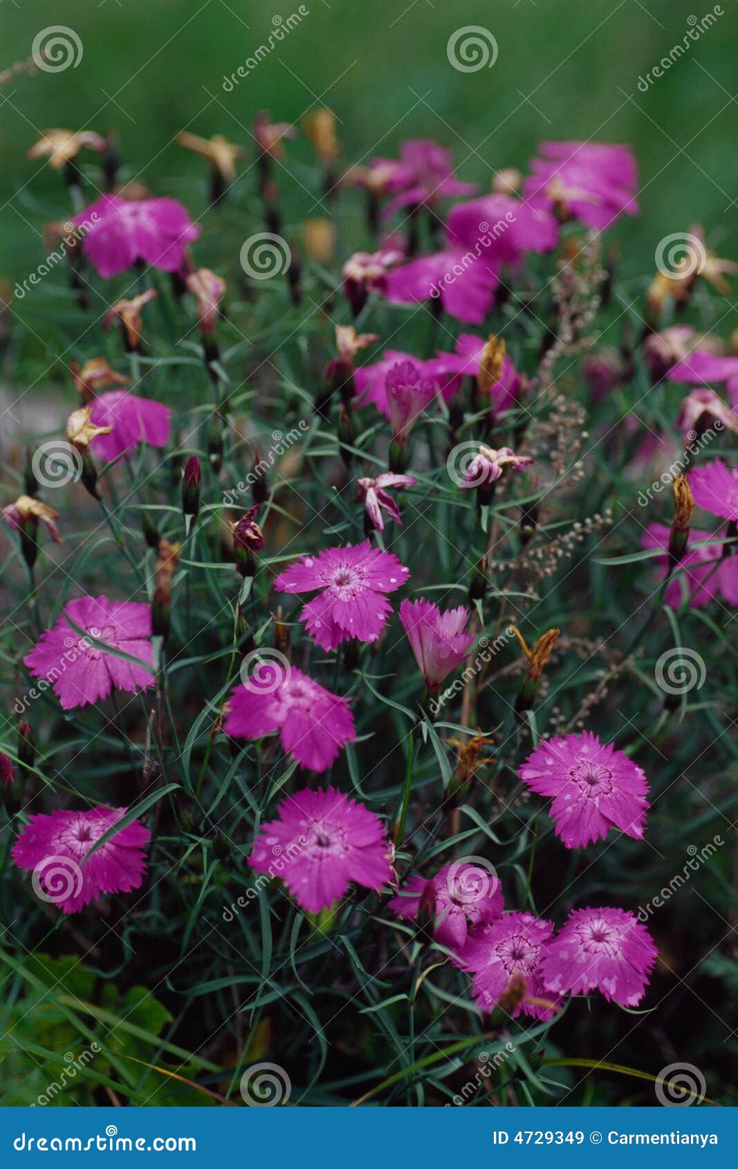 Group of carnation stock image. Image of countryside, botanic - 4729349