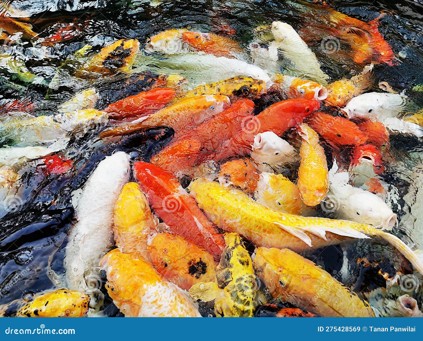 A group of carp fish stock image. Image of aquarium - 275428569