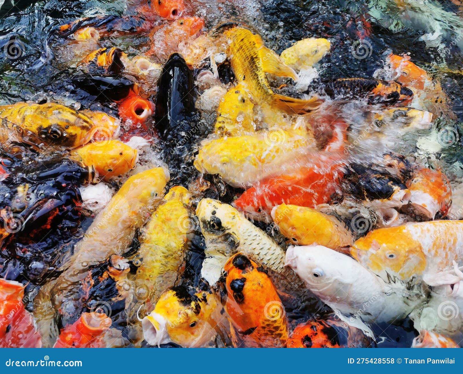 A group of carp fish stock photo. Image of aquarium - 275428558