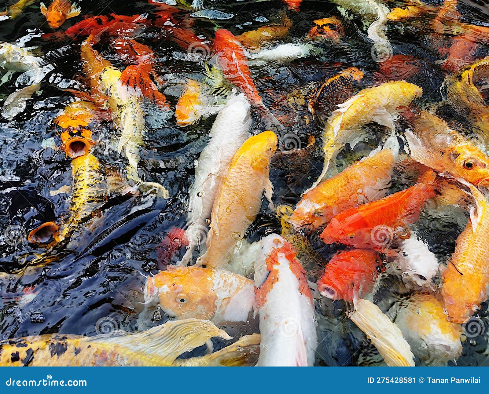A group of carp fish stock image. Image of yellow, seafood - 275428581