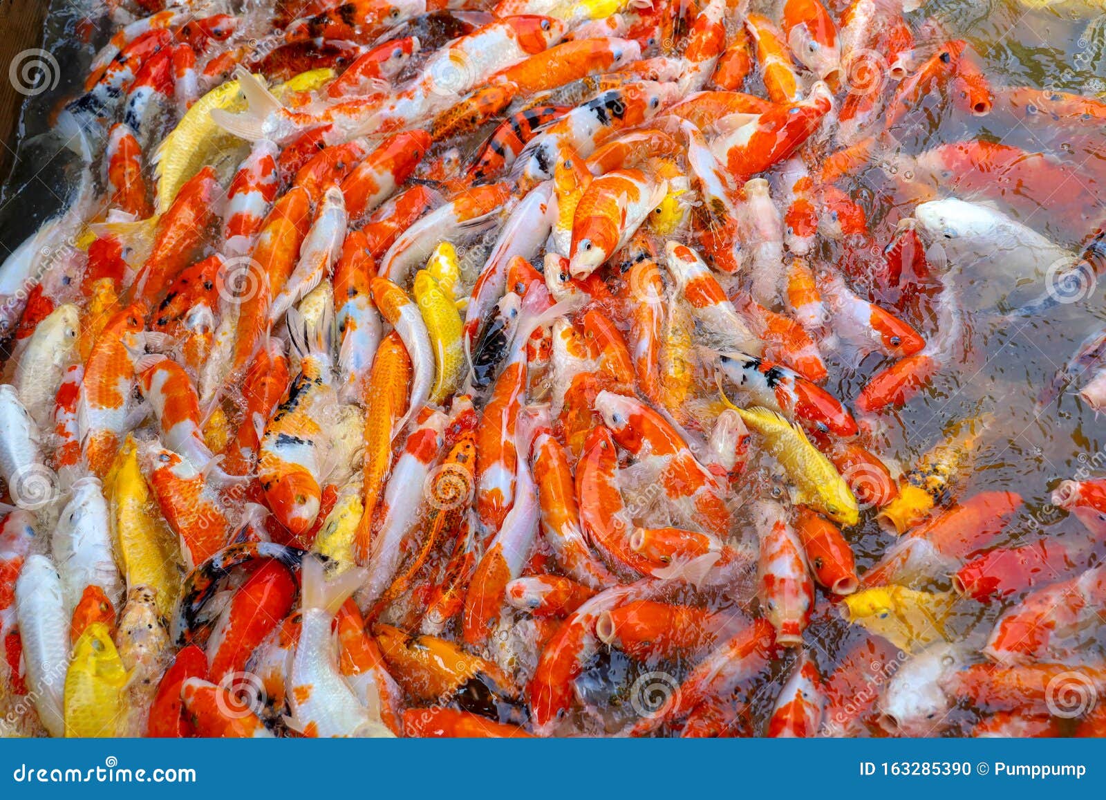 Group Carp Fish in the Water is Beautiful Stock Photo - Image of golden ...