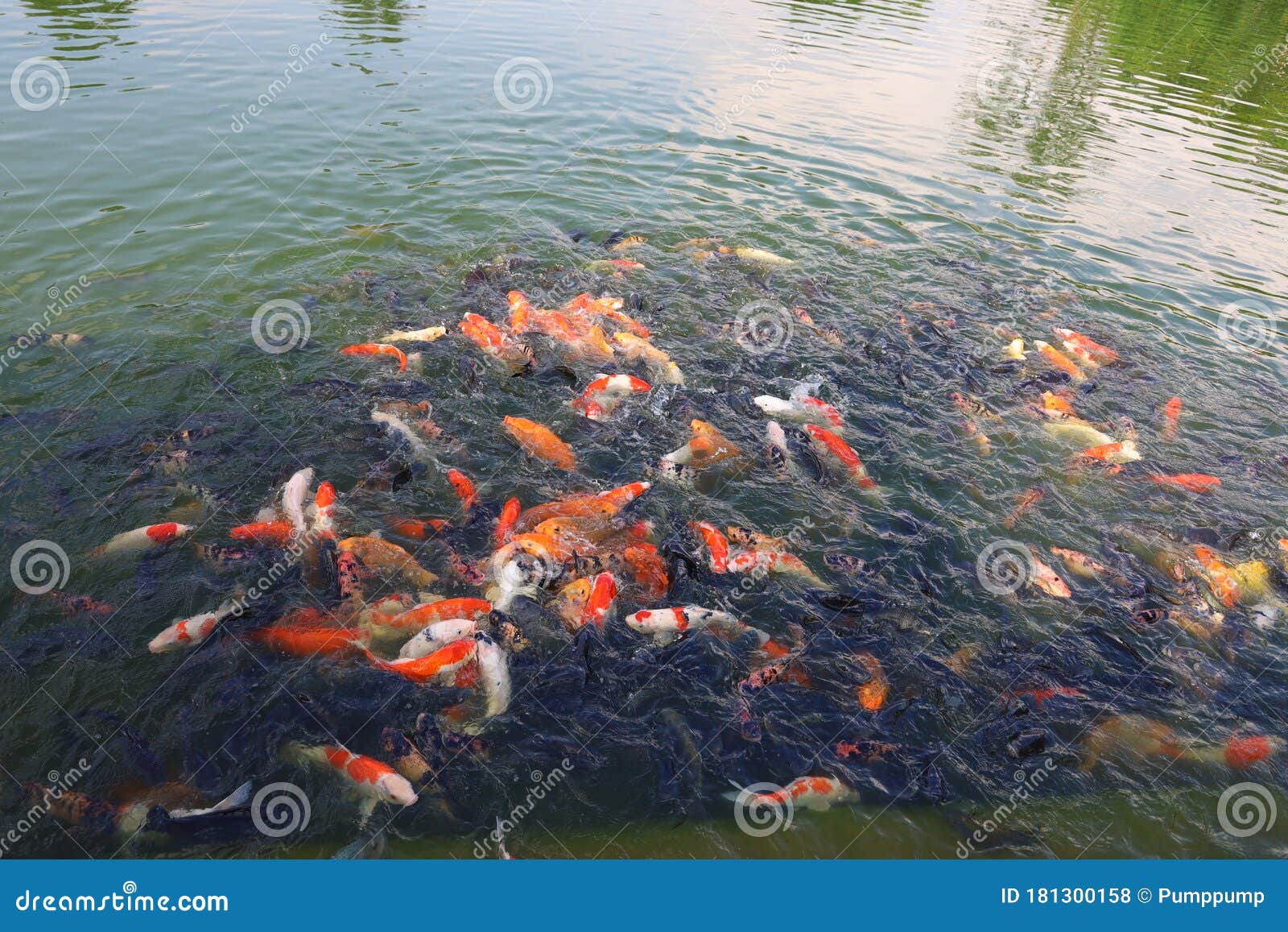 Group Carp Fish in the Water is Beautiful at Nature Garden Stock Photo ...
