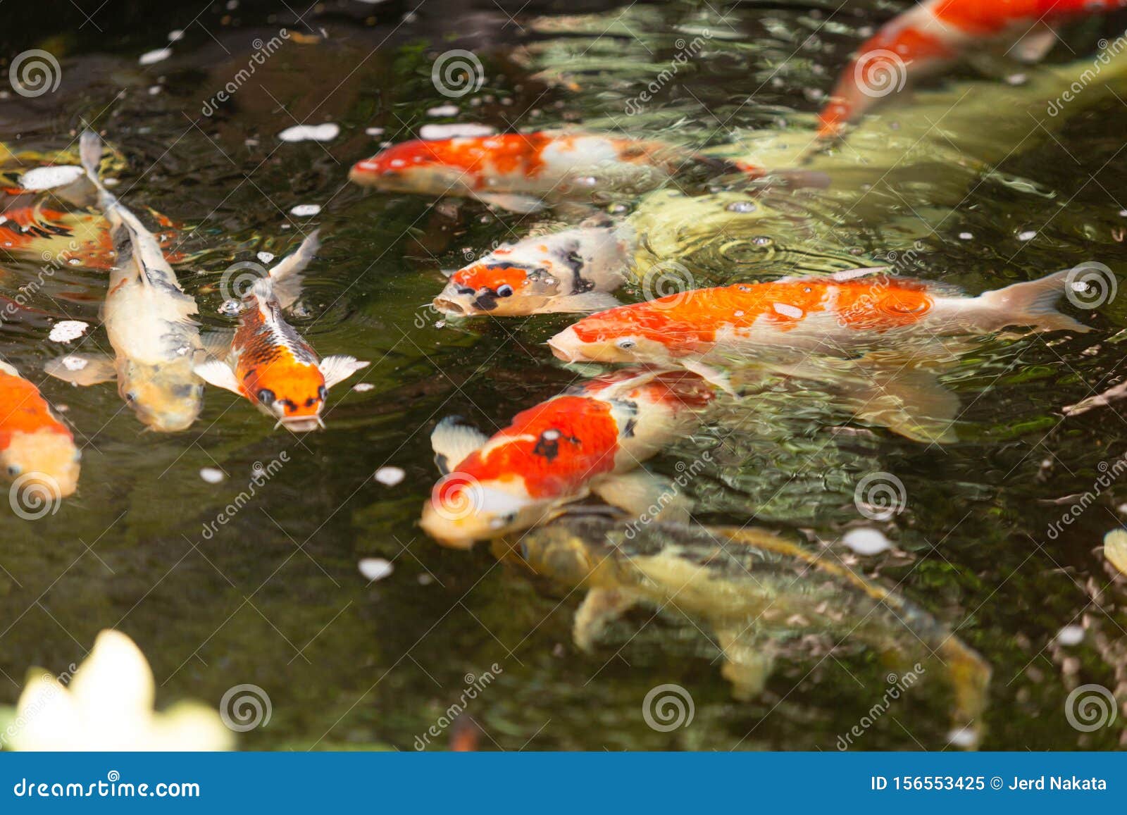 A Group of Carp in the Pool Stock Image - Image of aquarium, carps ...