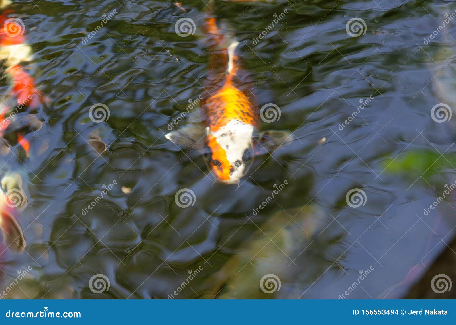 A Group of Carp in the Pool Stock Photo - Image of asia, hobby: 156553494