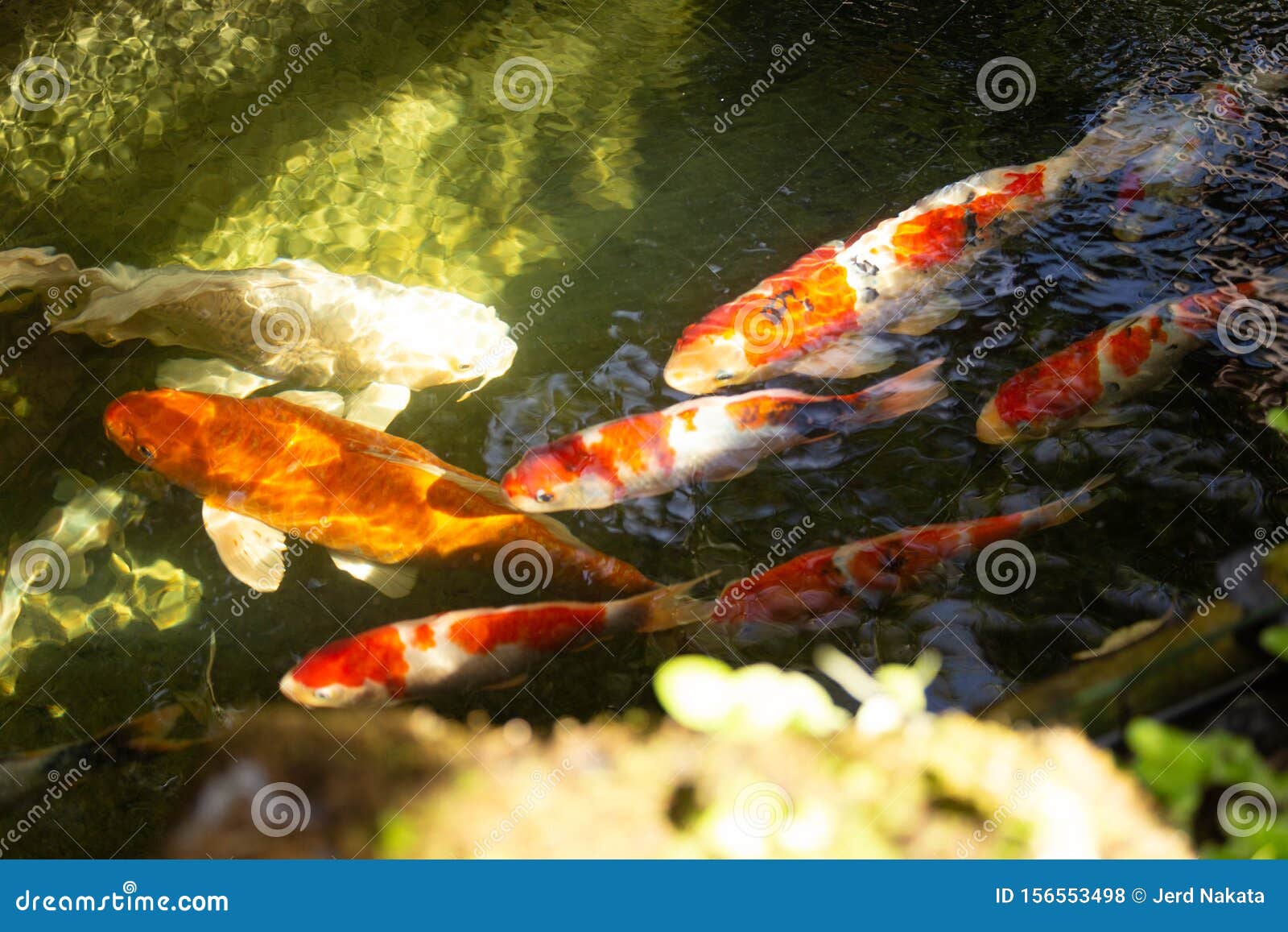A Group of Carp in the Pool Stock Photo - Image of fancy, background ...
