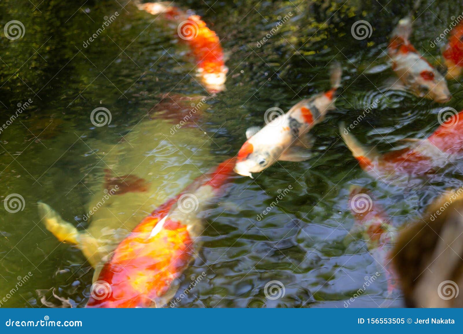 A Group of Carp in the Pool Stock Image - Image of gold, culture: 156553505