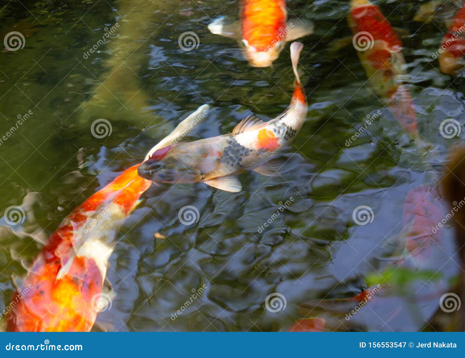 A Group of Carp in the Pool Stock Image - Image of carpio, carp: 156553547