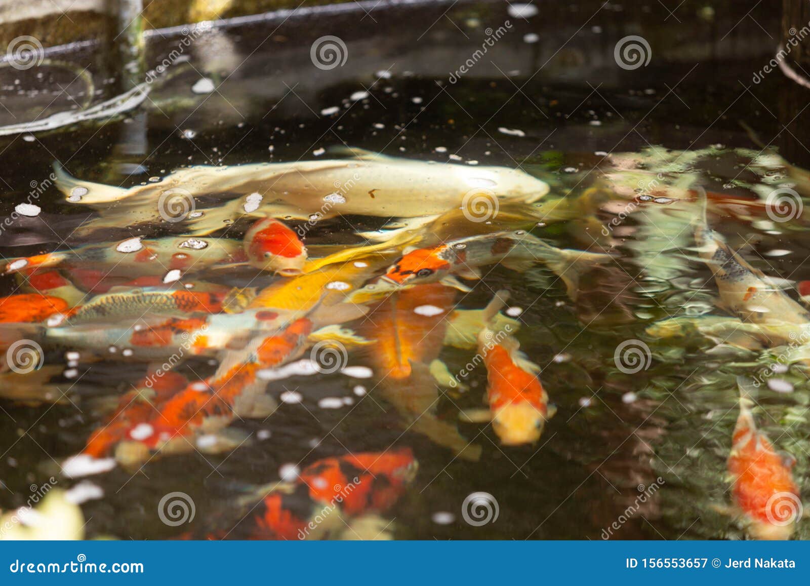 A Group of Carp in the Pool Stock Image - Image of fancy, buddha: 156553657