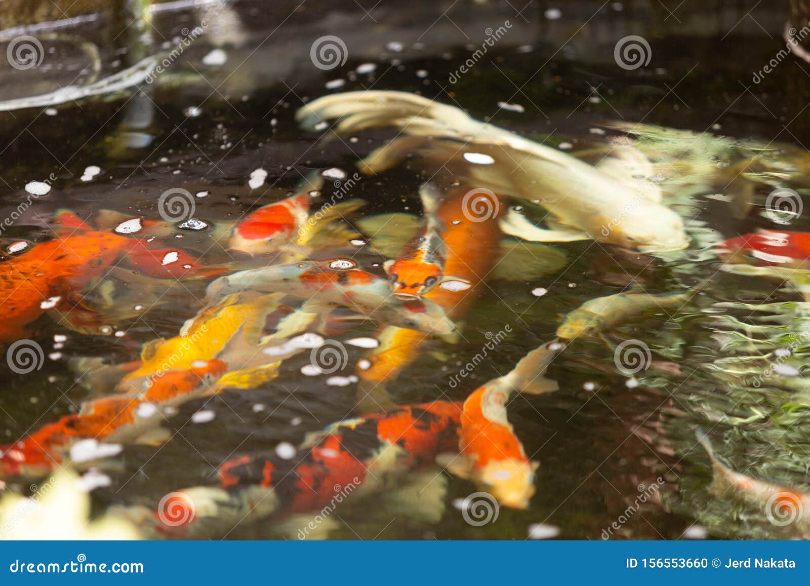 A Group of Carp in the Pool Stock Photo - Image of group, asian: 156553660