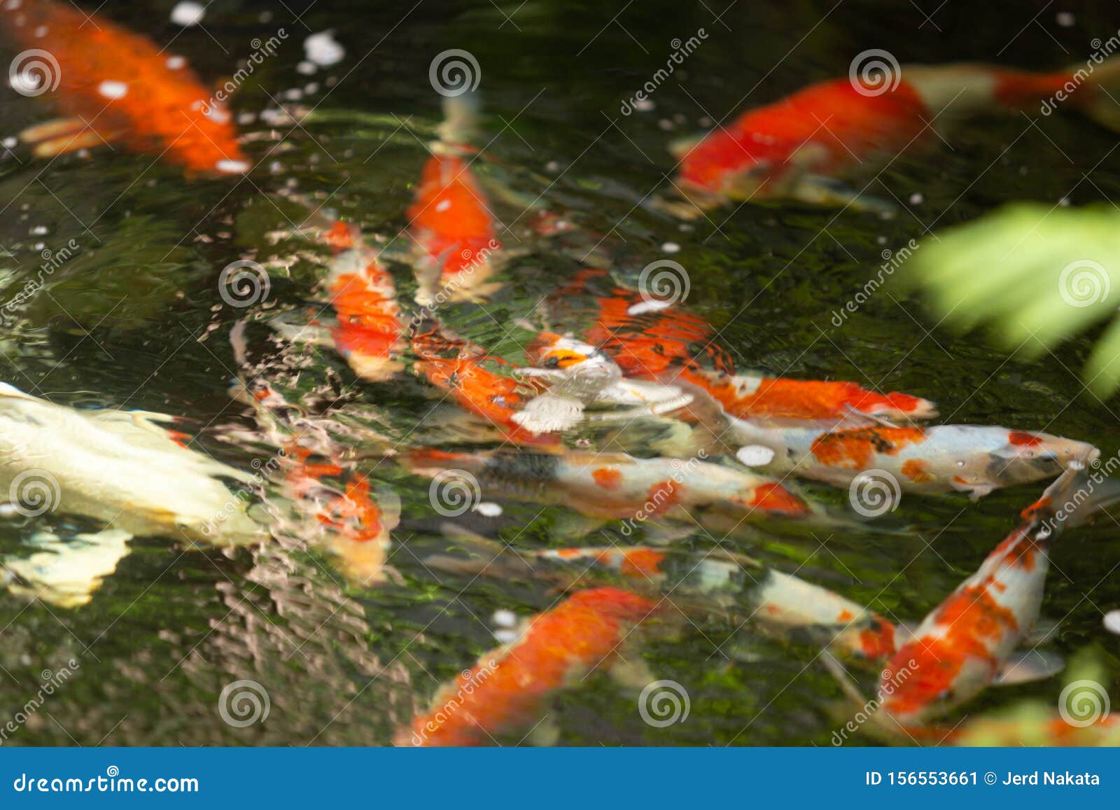 A Group of Carp in the Pool Stock Image - Image of aquarium, abstract ...
