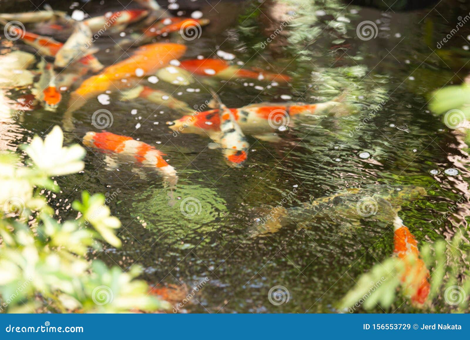 A Group of Carp in the Pool Stock Image - Image of frenzy, asian: 156553729