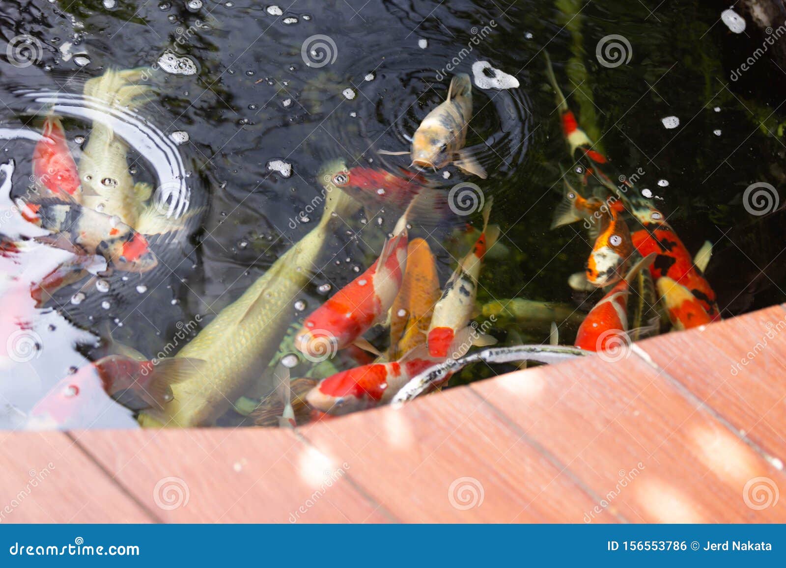 A Group of Carp in the Pool Stock Photo - Image of garden, cyprinus ...