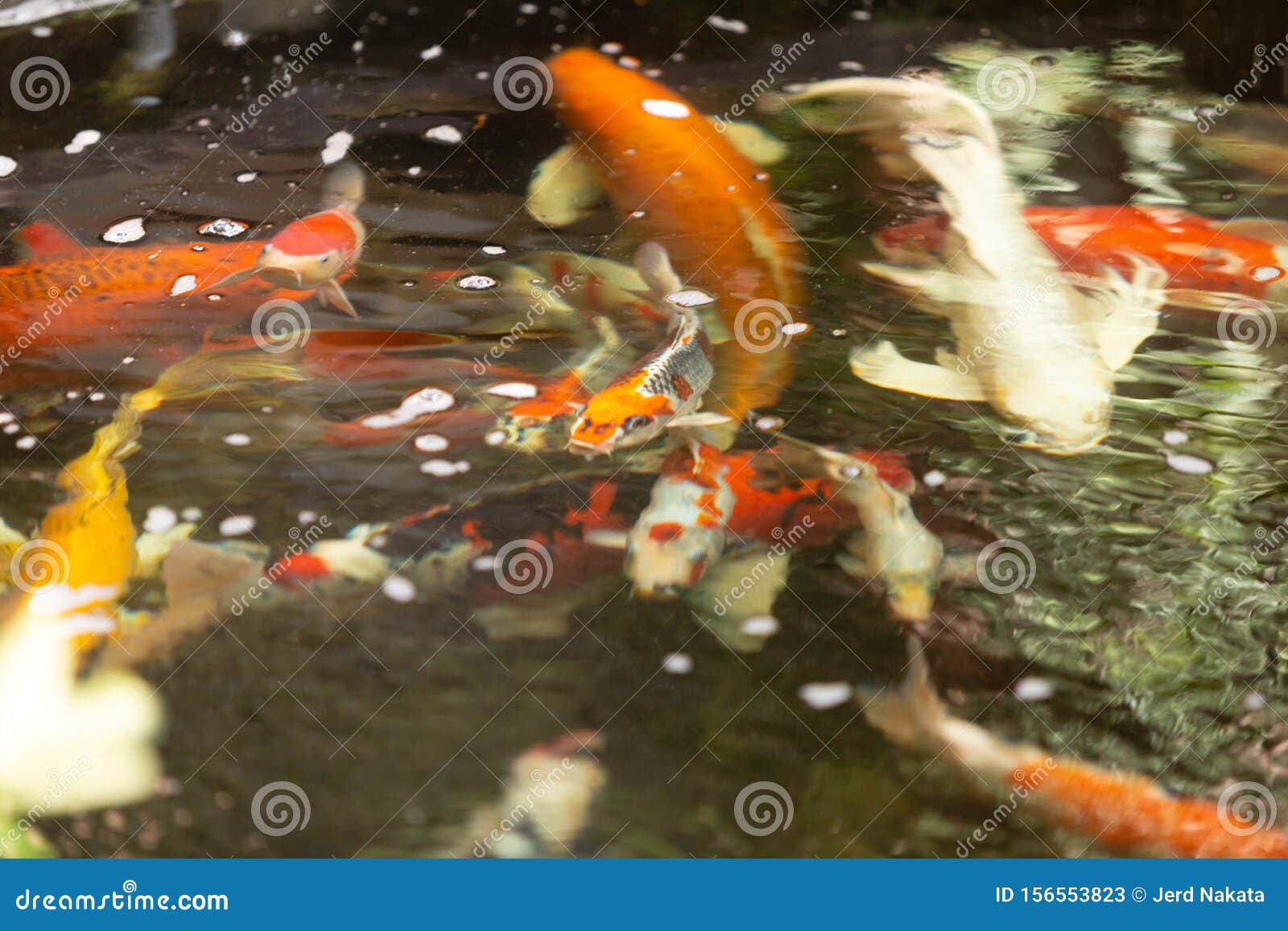 A Group of Carp in the Pool Stock Image - Image of carp, feeding: 156553823