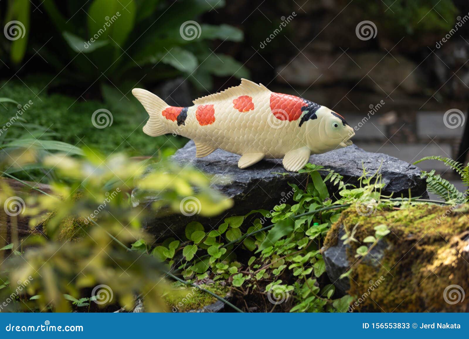 A Group of Carp in the Pool Stock Image - Image of aquatic, japanese ...