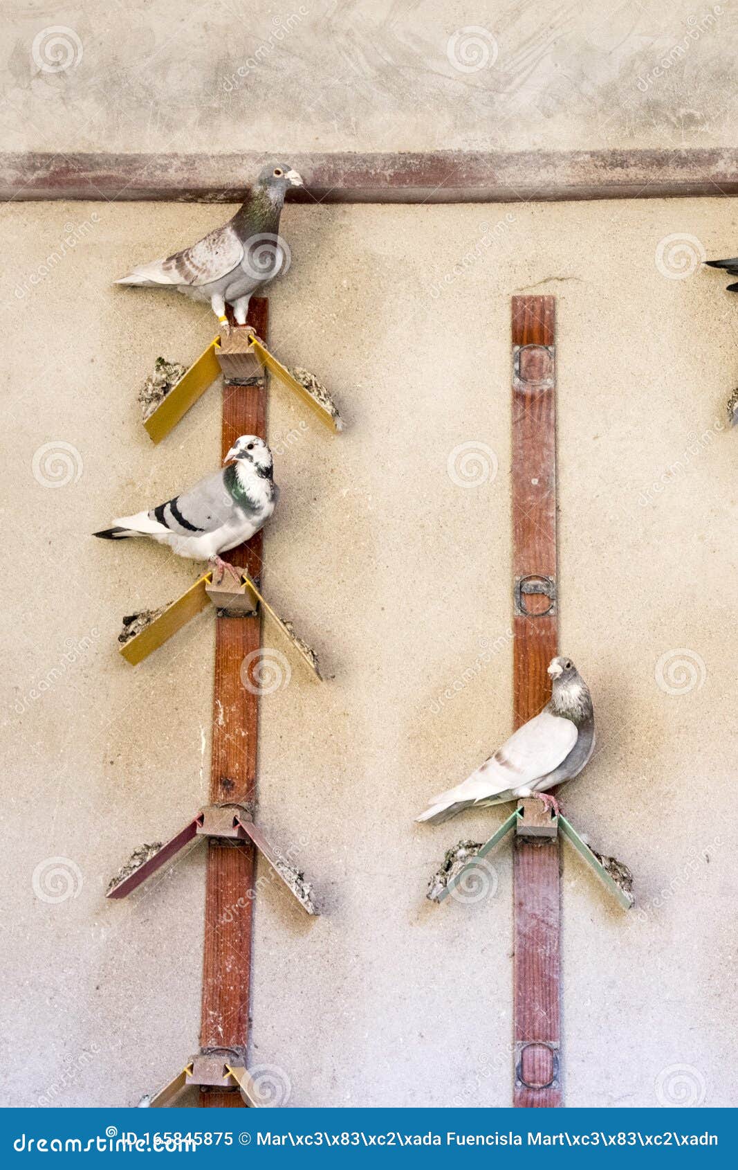 Group of Carrier Pigeons Resting Stock Image - Image of pretty, message ...