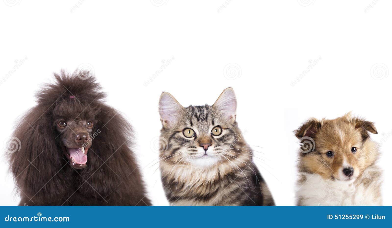 Group of Cat and dog stock image. Image of cute, canine - 51255299