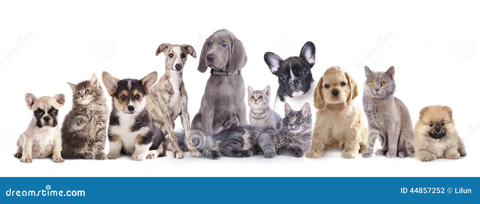 Group Cat and dog stock photo. Image of brown, beauty - 44857252