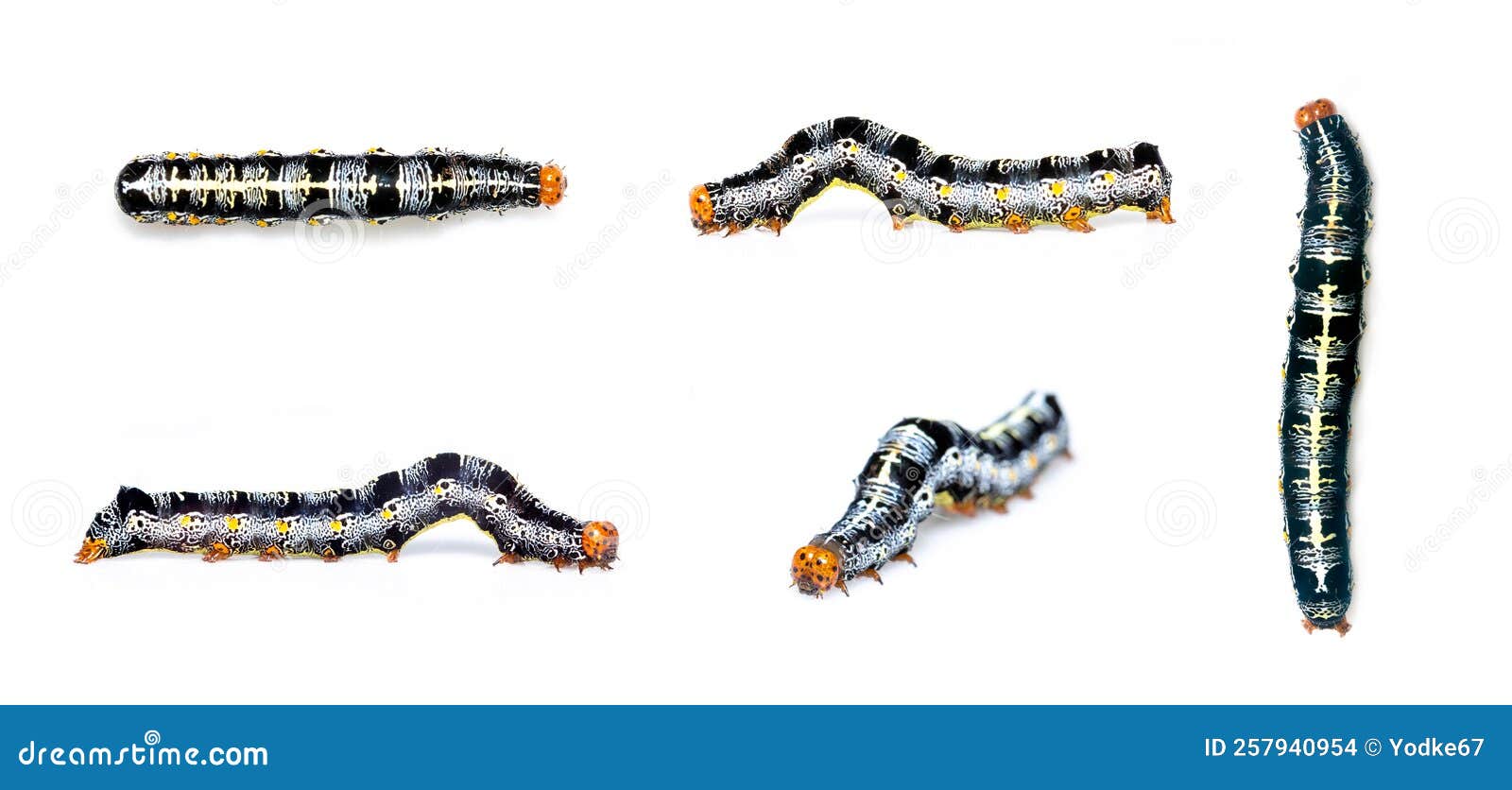 Group of Caterpillar of Moth Isolated on White Background. Animal. Worm ...