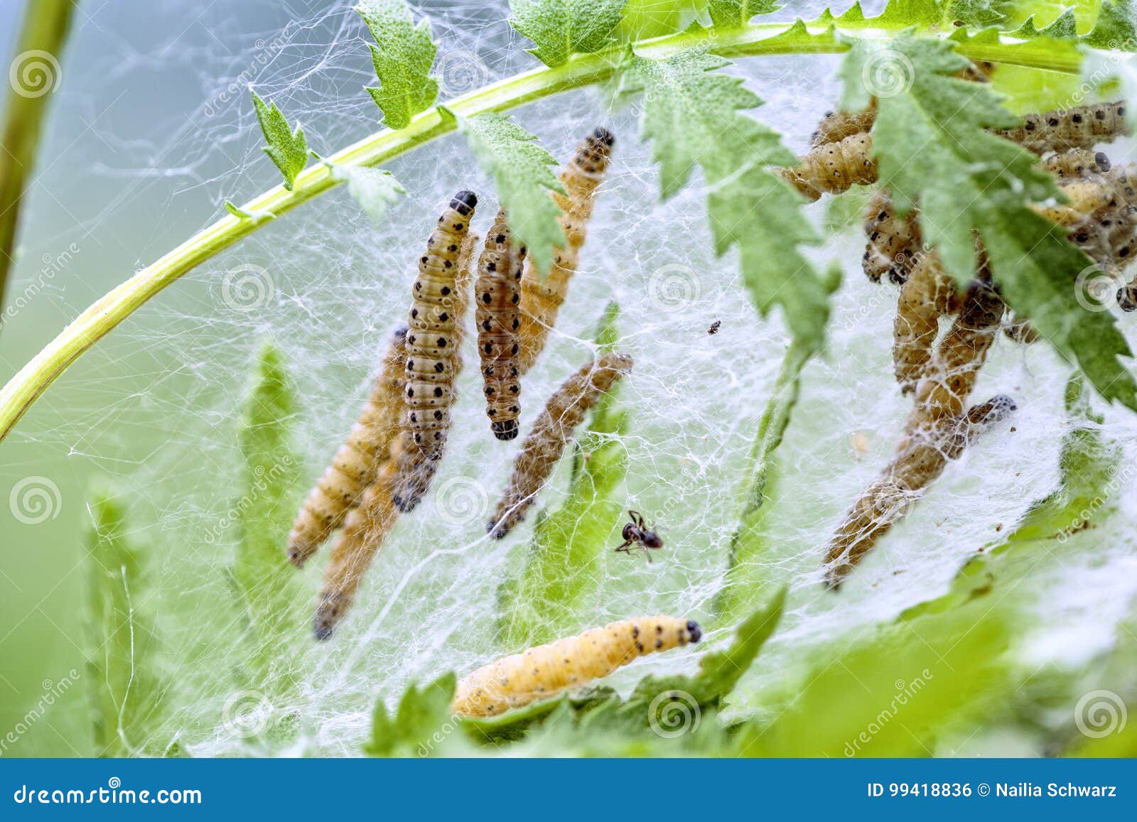 Group of Caterpillars in Spring Stock Photo - Image of pest, nature ...
