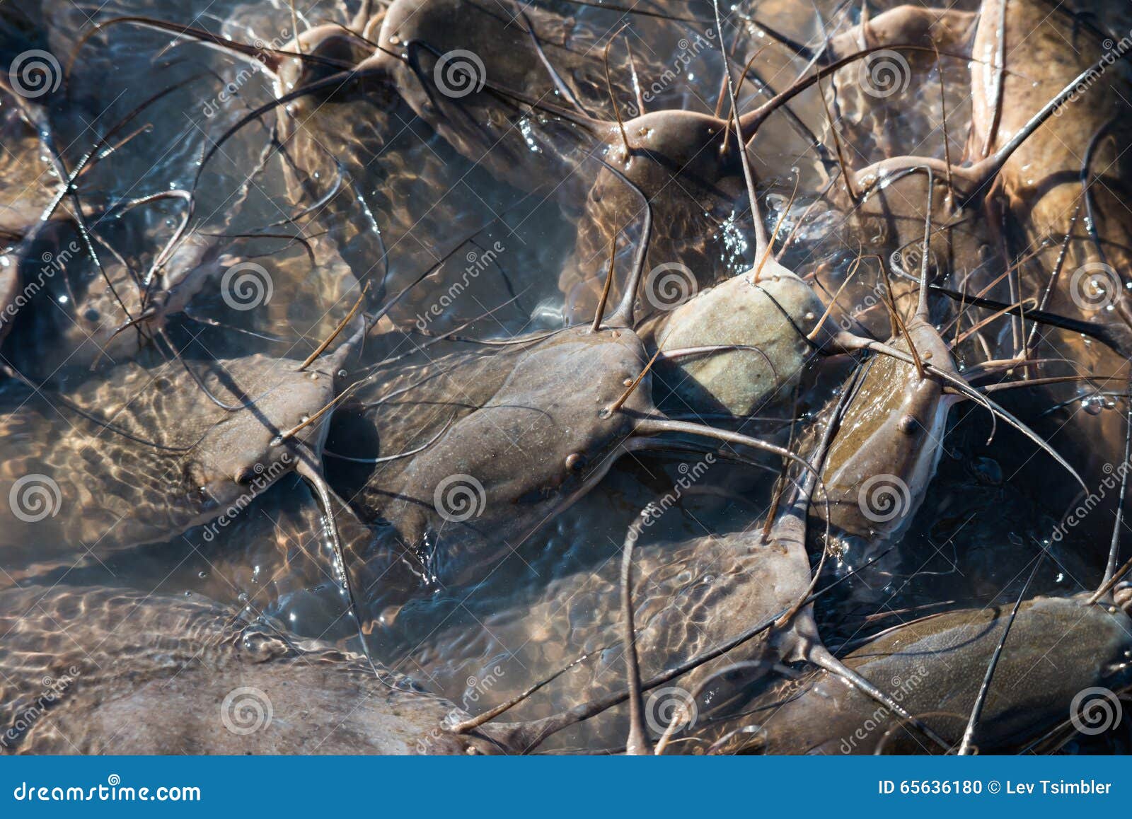 Group of catfish stock photo. Image of park, travel, parks - 65636180