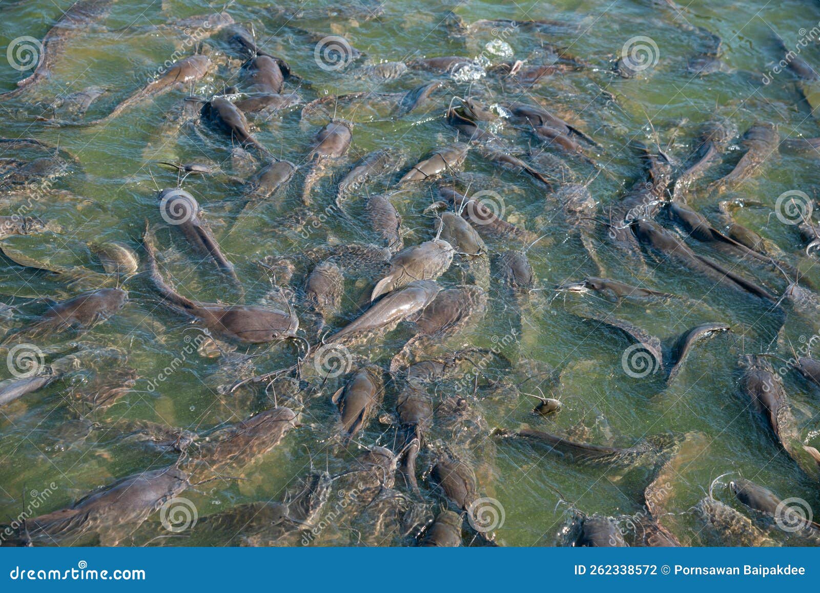 Group of Catfish in the Emerald Pool Stock Photo - Image of water ...
