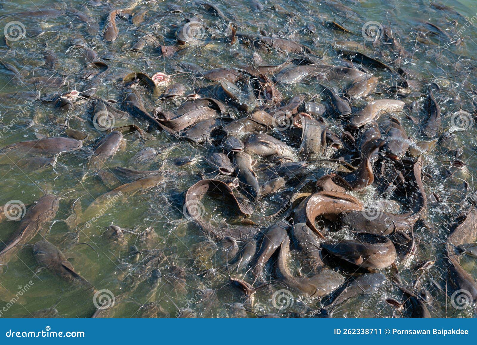 Group of Catfish in the Emerald Pool Stock Image - Image of white ...
