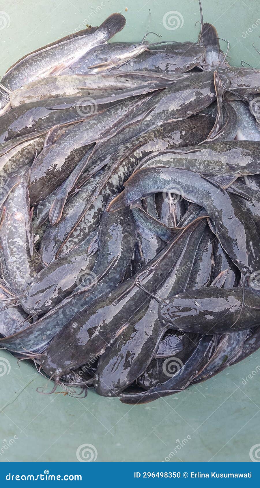 A Group of Catfish in a Large Plastic Container Stock Photo - Image of ...