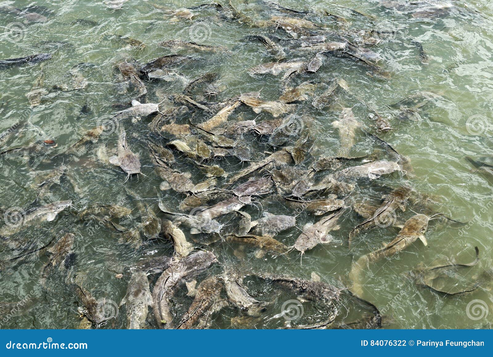 Group of catfish on pond stock photo. Image of river - 84076322