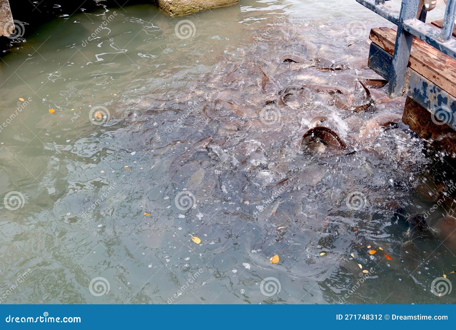 Group of Catfish in Thailand Stock Photo - Image of parks, angling ...