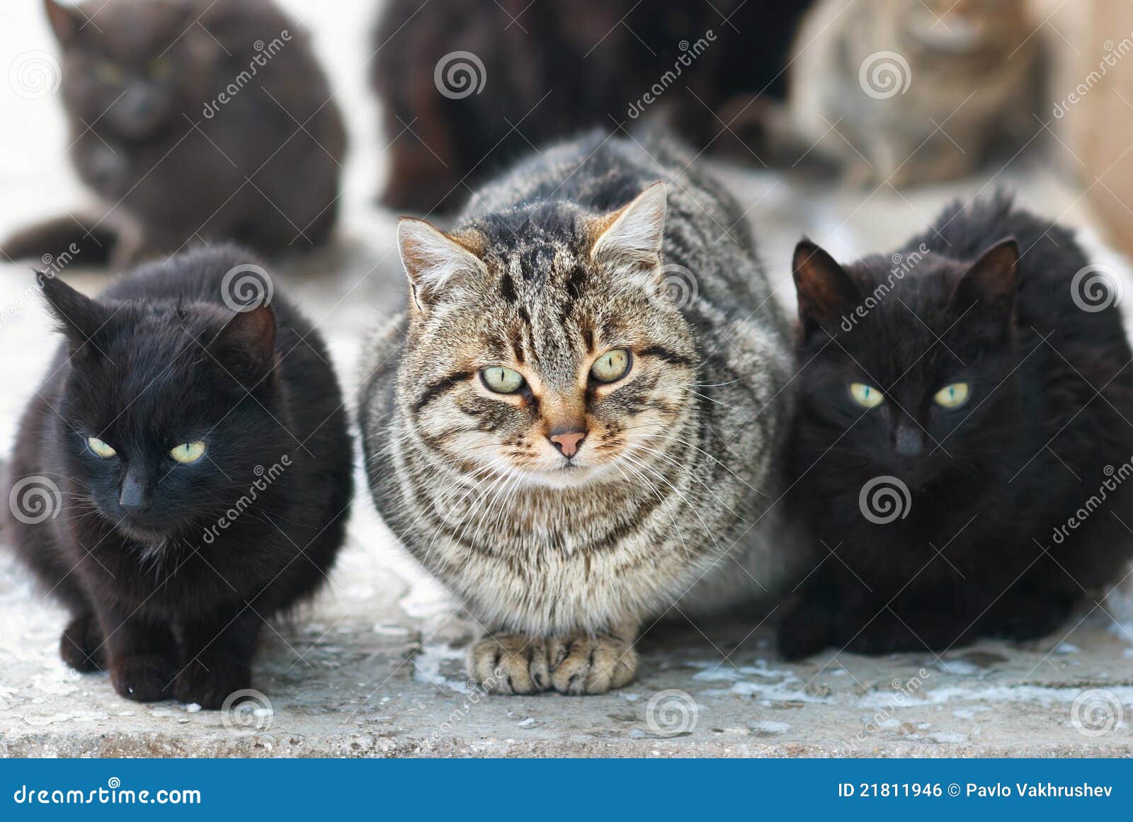 Group of cats stock photo. Image of background, european - 21811946