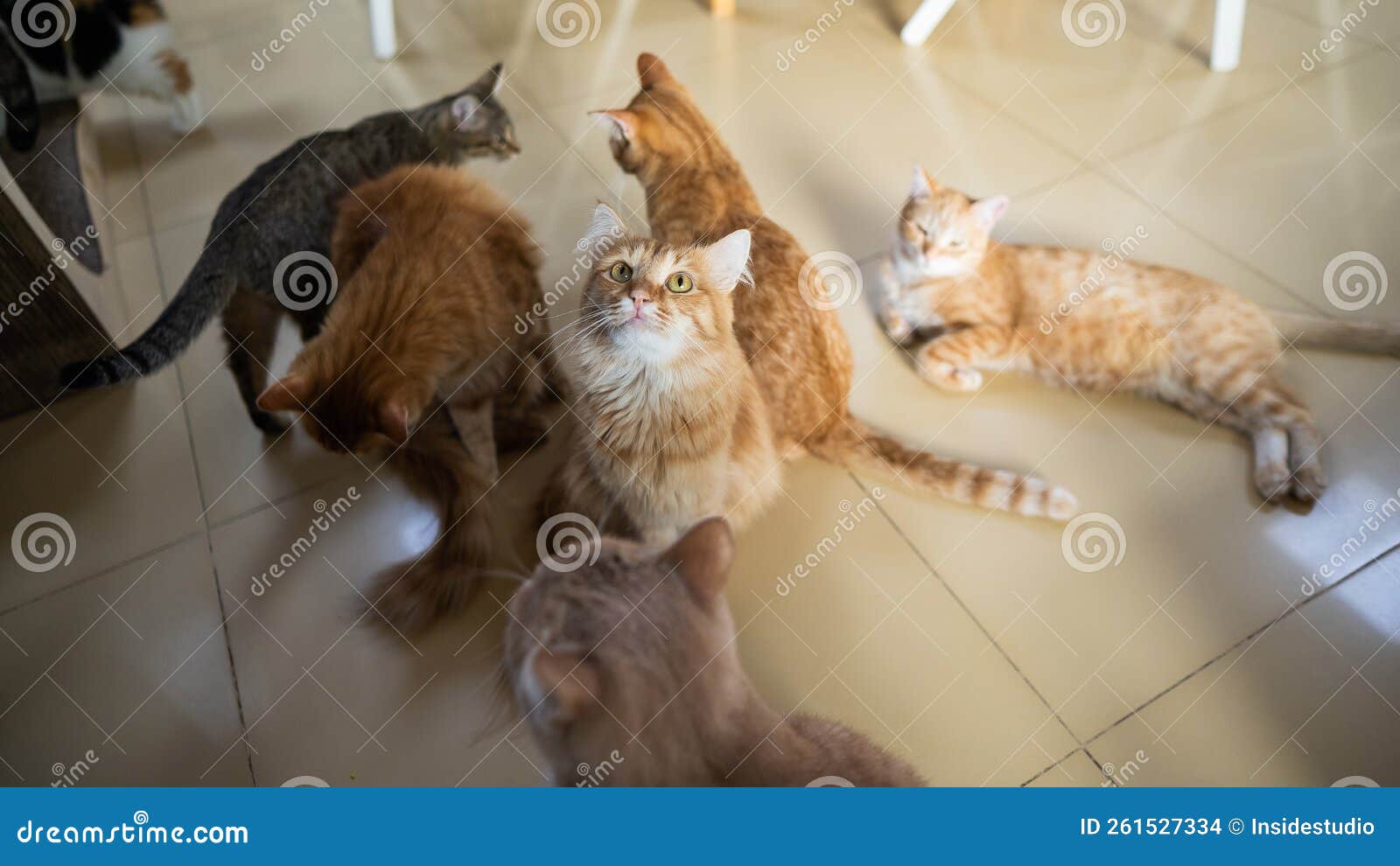 A Group of Cats in a Cat Cafe. Charity Space. Stock Photo - Image of ...
