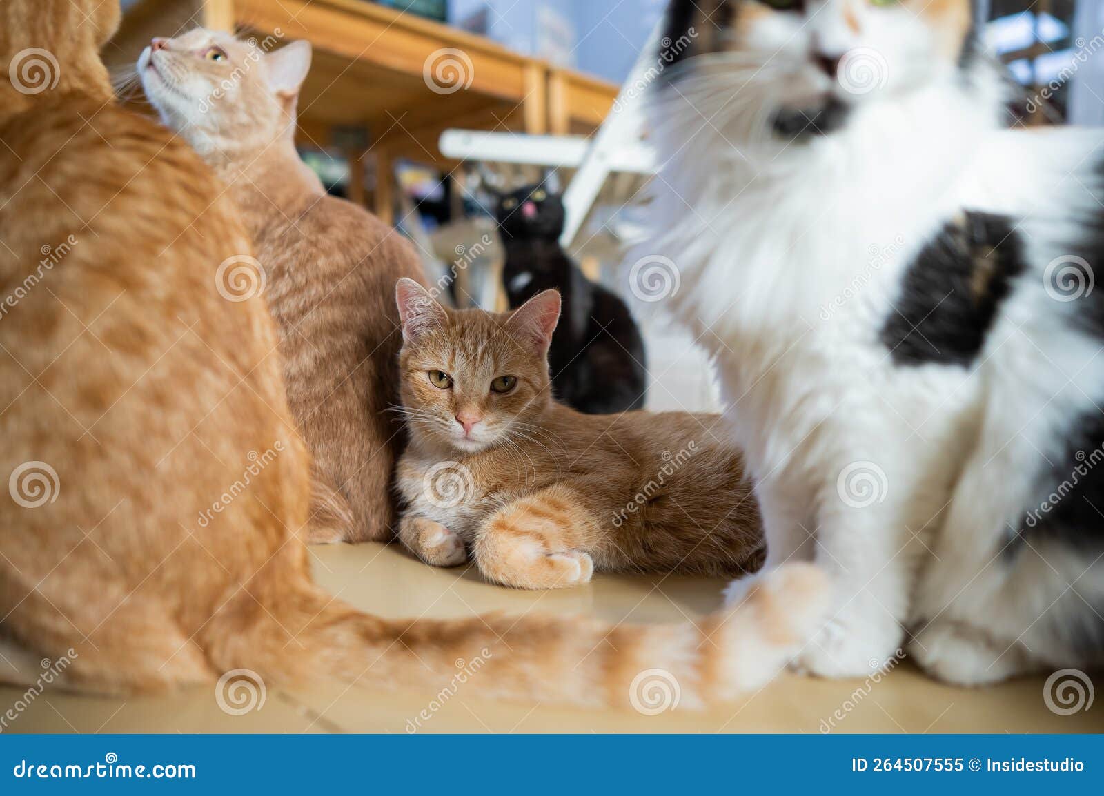 A Group of Cats in a Cat Cafe. Charity Space. Stock Image - Image of ...