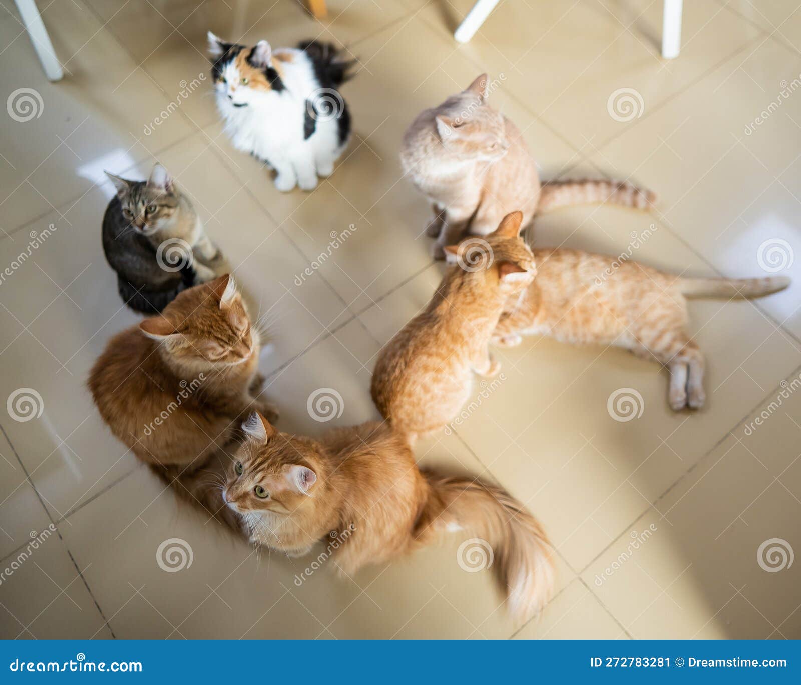 A Group of Cats in a Cat Cafe. Charity Space. Stock Image - Image of ...