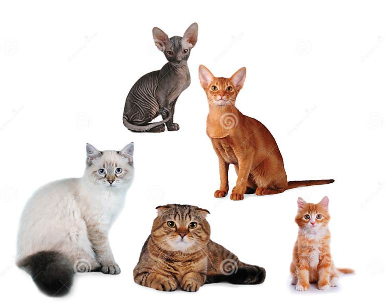 Group of Cats Different Breed Isolated Stock Image - Image of fluffy ...