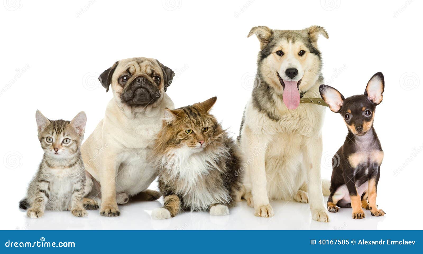 Group of Cats and Dogs in Front. Stock Image - Image of funny, kitty ...