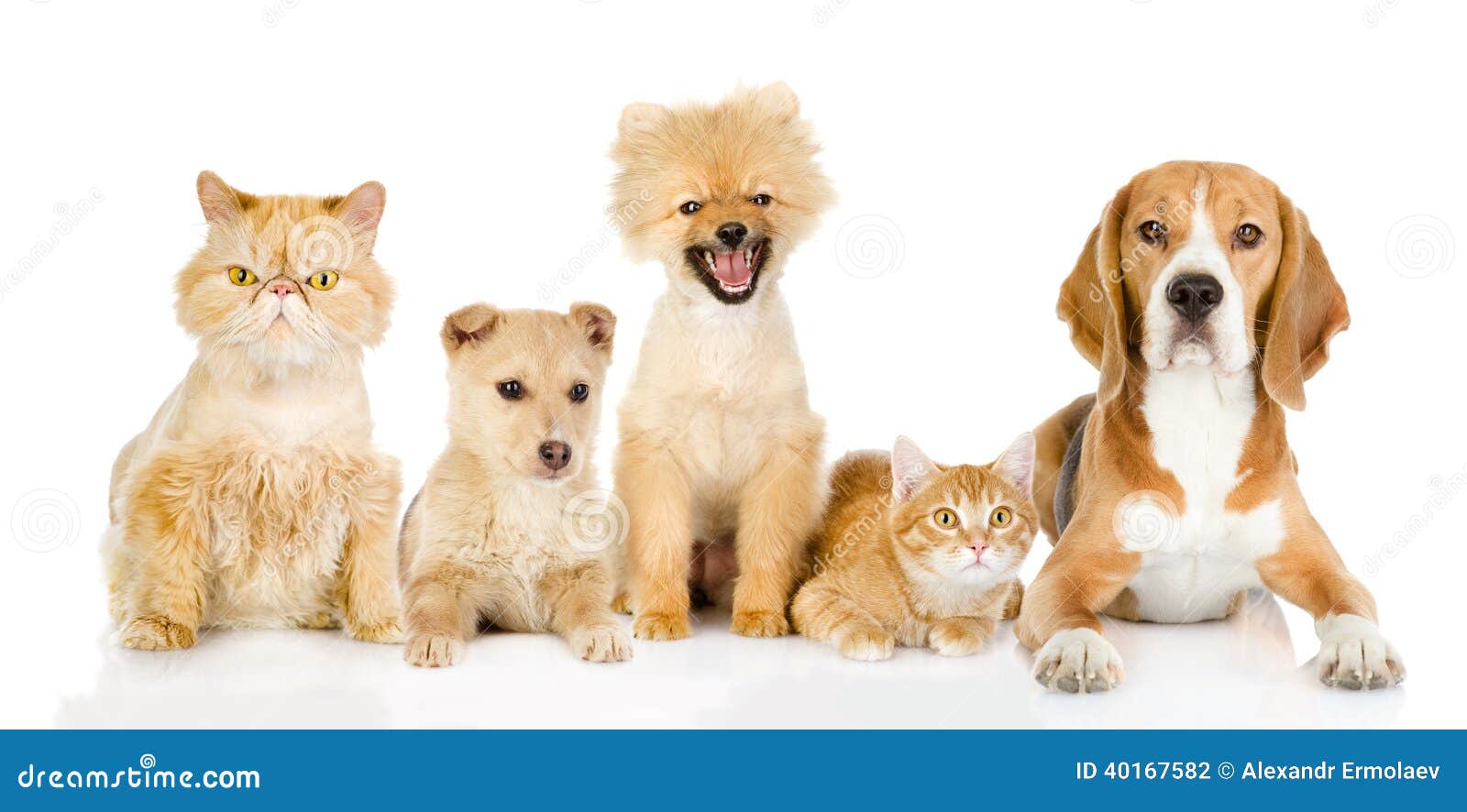 Group of Cats and Dogs in Front. Stock Photo - Image of face, friend ...