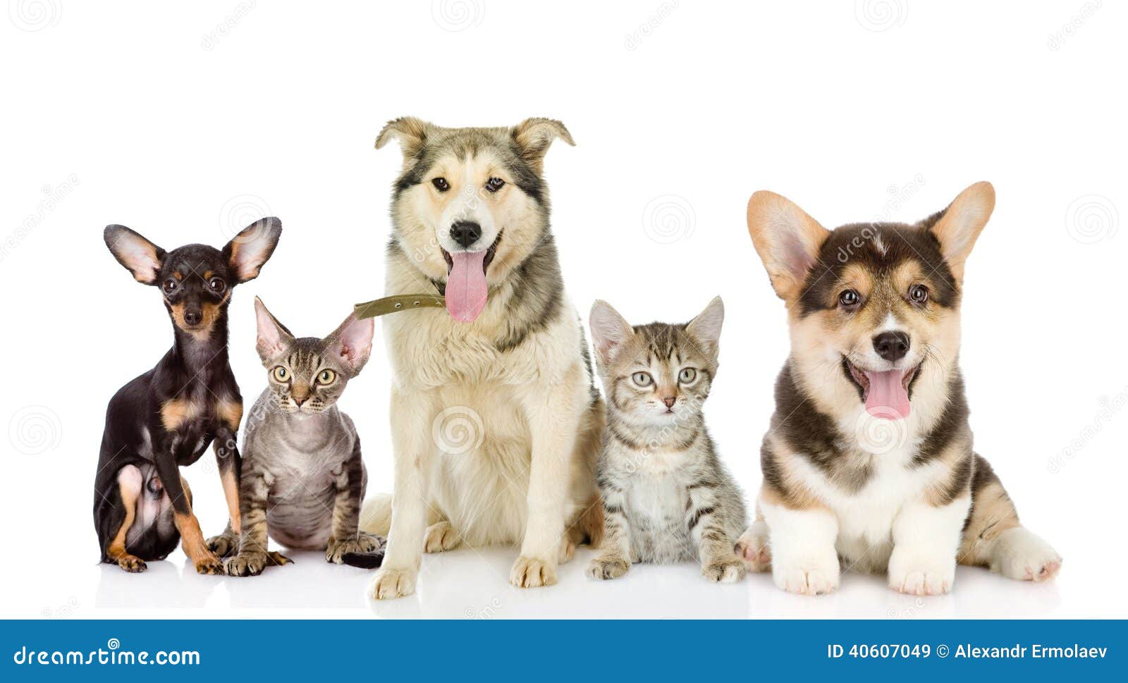 Group of Cats and Dogs in Front. Stock Image - Image of dogs, camera ...