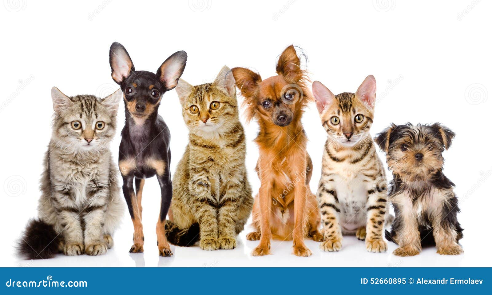 Group of Cats and Dogs in Front. Looking at Camera Stock Image - Image ...