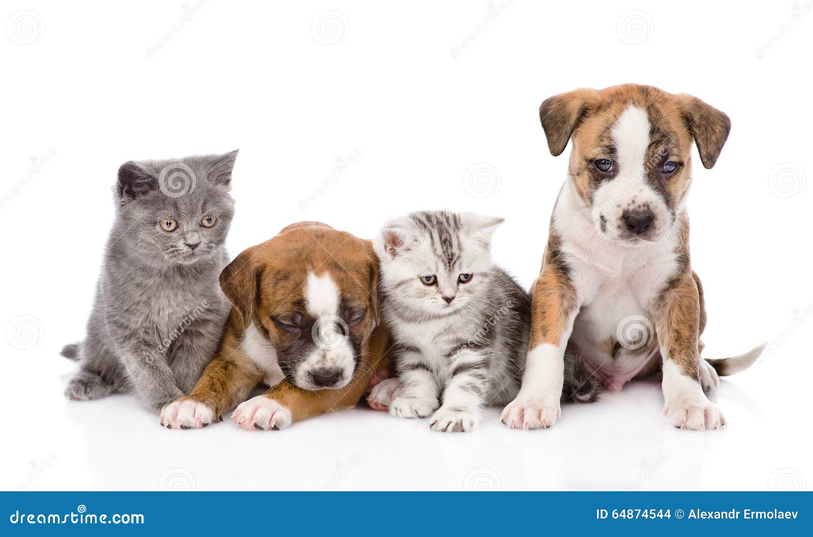 Group of Cats and Dogs Sitting in Front. Isolated on White Stock Photo ...