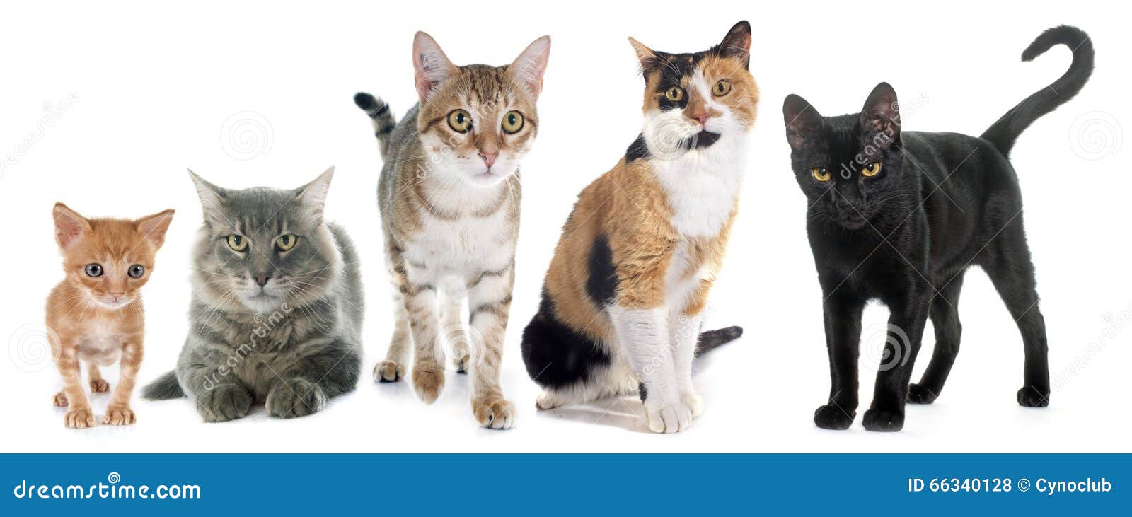 Group of cats stock photo. Image of adult, studio, tabby - 66340128