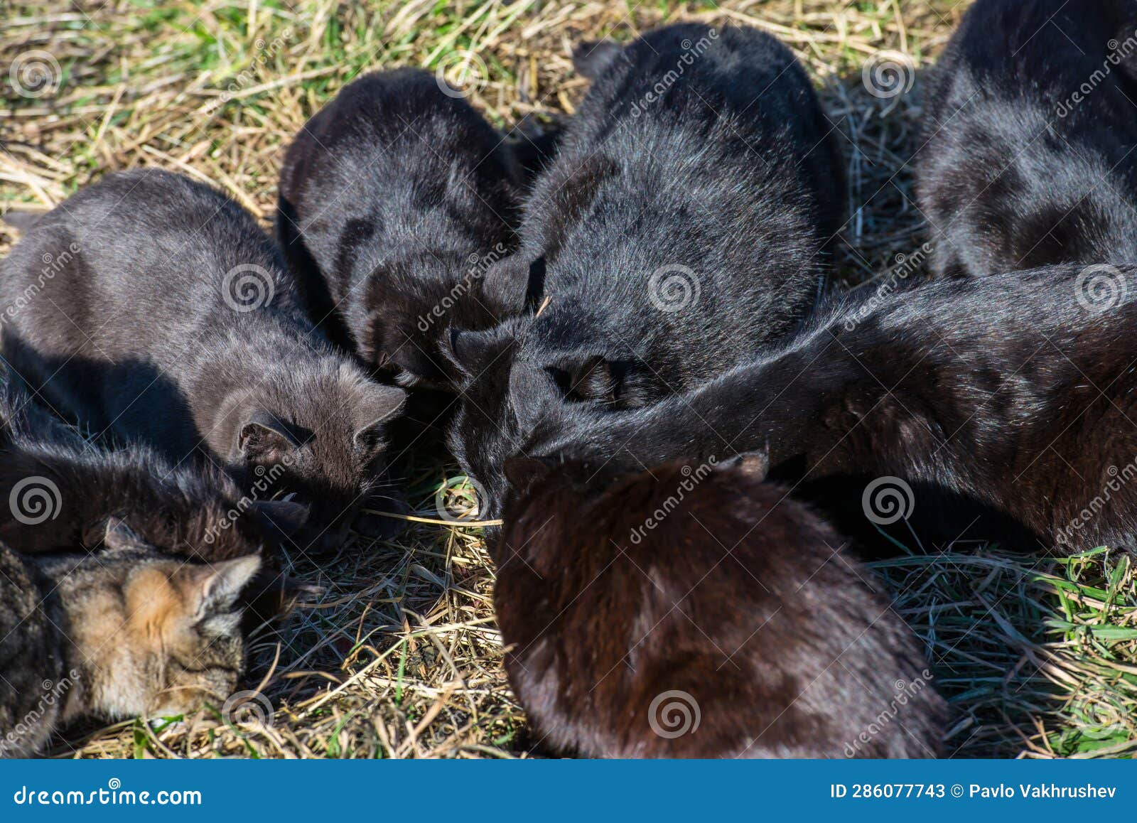 Group of cats stock image. Image of kitten, mammal, eating - 286077743 Group of cats stock image. Image of kitten, mammal, eating - 286077743