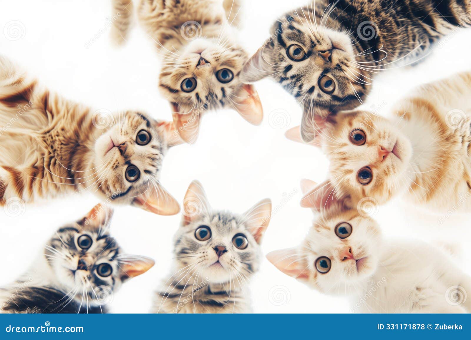 Group of Cats Looking Down Isolated Stock Illustration - Illustration of animal, domestic: 331171878