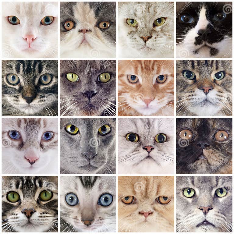 Group of cats stock image. Image of tabby, cats, exotic - 35515509