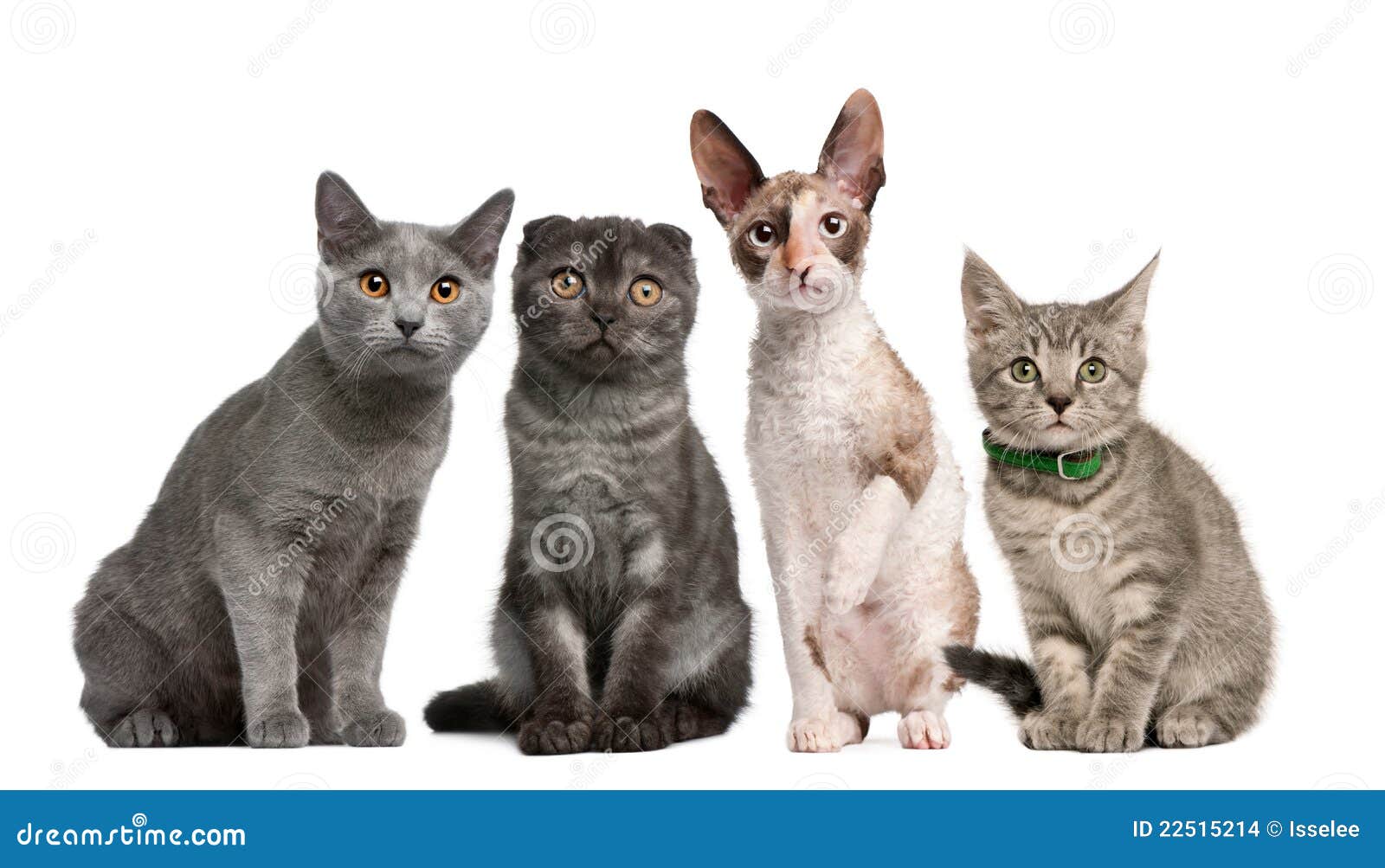 Group of Cats Sitting in Front of White Background Stock Photo - Image ...