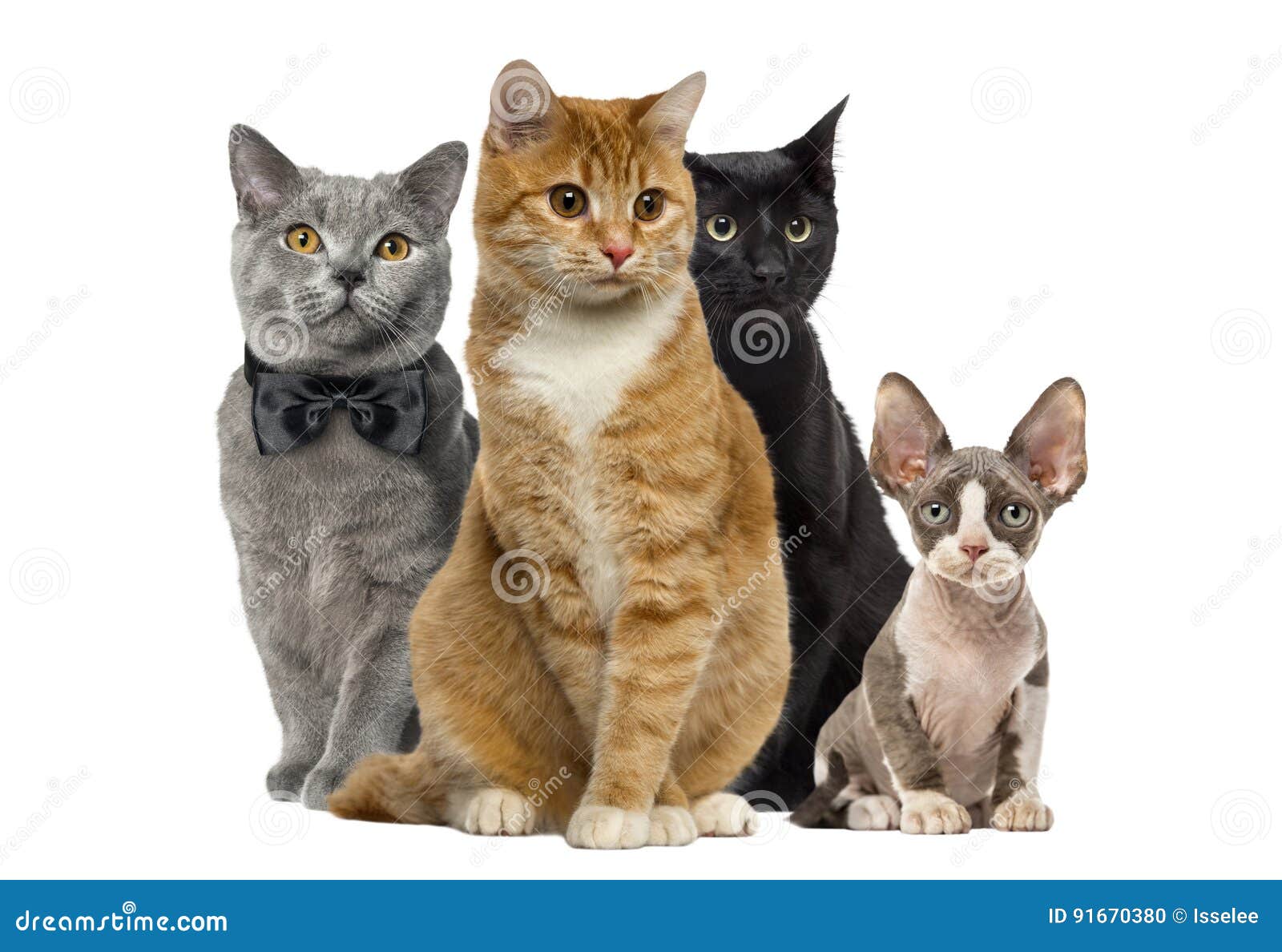 Group of Cats Sitting, Isolated Stock Photo - Image of european ...