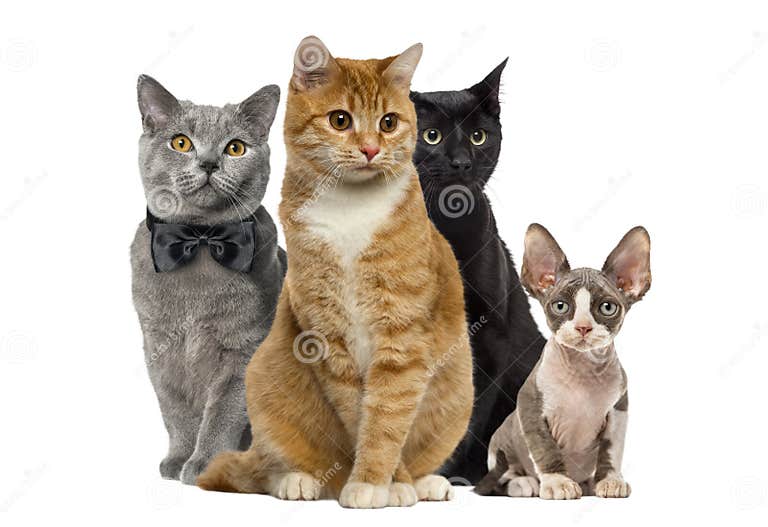 Group of Cats Sitting, Isolated Stock Photo - Image of european ...